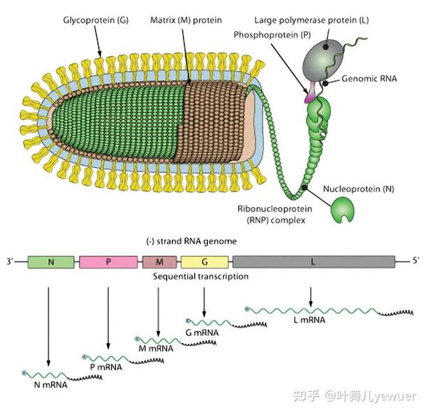 水疱性口炎病毒(VSV)假病毒的制备原理与应用 - 知乎