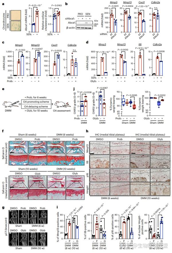 Nature metabolism| ABCA1通过调节胆固醇代谢调节mTORC1活性参与衰老和炎症反应 - 知乎