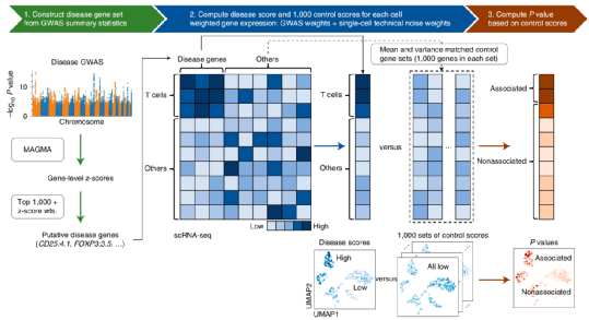 Nat Genet | scRNA-seq与多基因疾病风险联合揭示单细胞疾病相关性 - 知乎