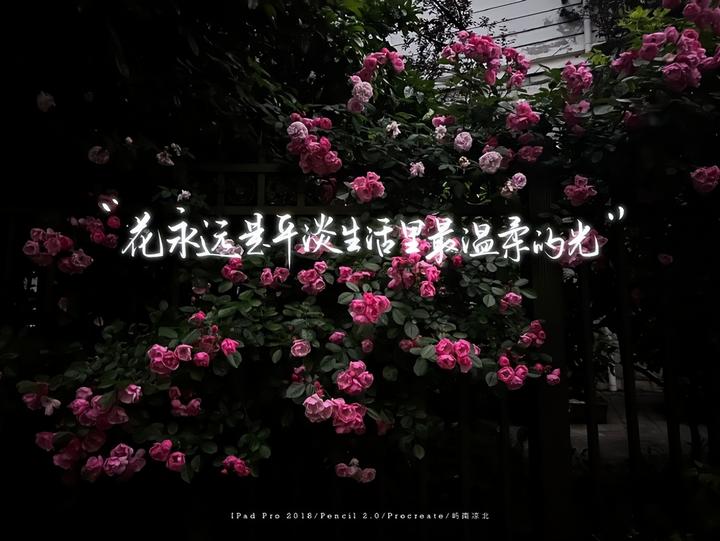 祝你此生无波澜,敬我余生不悲欢 知乎