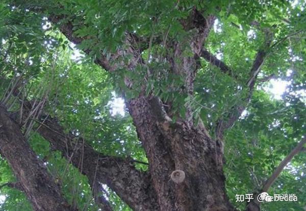 中华豪门—檀木｜千载珍稀，木中贵族 - 知乎
