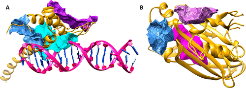 【JMC】TEAD靶点综述 - 知乎