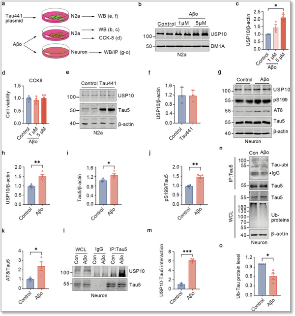 Cell Death Dis︱王小川团队揭示去泛素化酶USP10参与毒性Aβ介导Tau聚集的调控机制 - 知乎