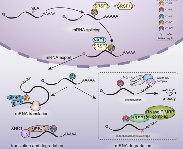 RNA m6A修饰问题汇总 - 知乎
