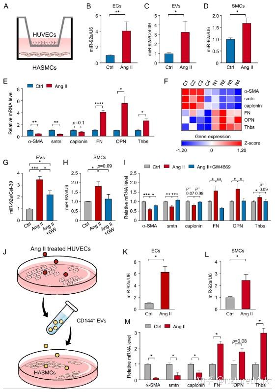 内皮来源的细胞外 microRNA-92a 通过调节血管平滑肌细胞的表型变化促进动脉硬化 - 知乎