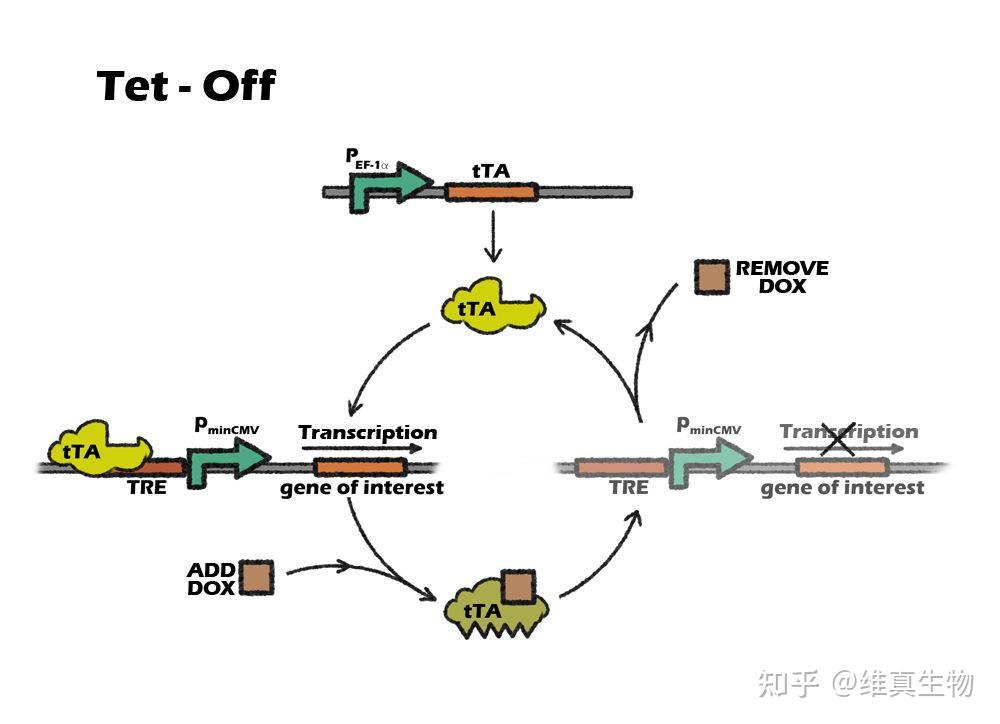 Tet-on/off表达调控系统的应用原理是什么？ - 知乎