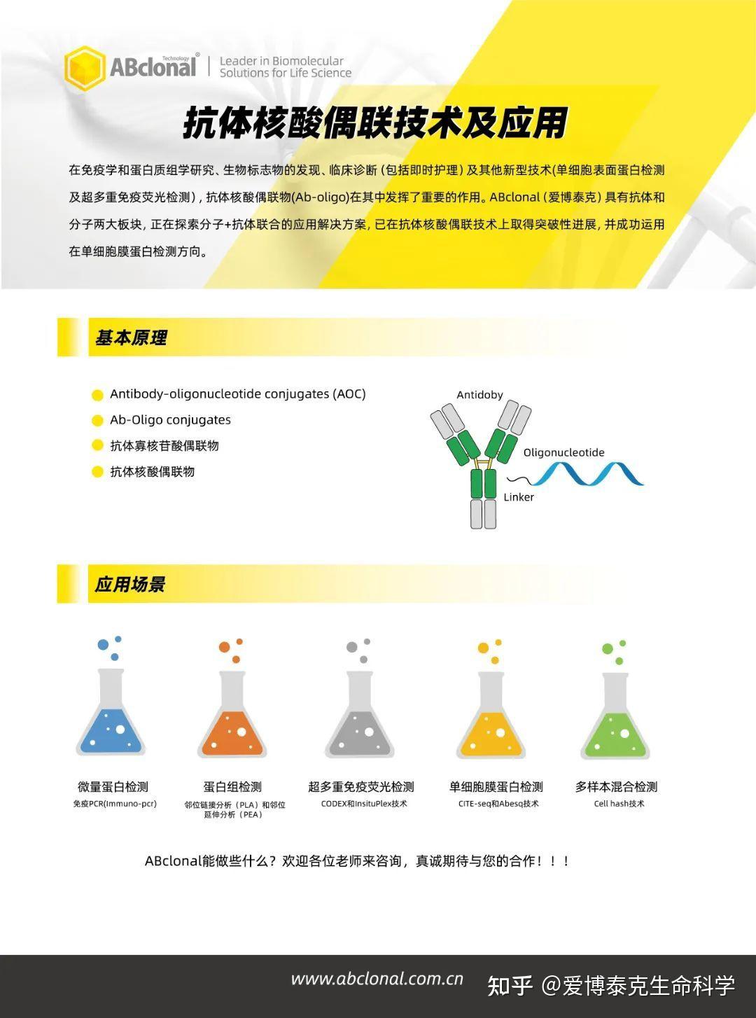 推陈出新 | 抗体-寡核苷酸偶联物（AOCs）技术服务来袭！ - 知乎