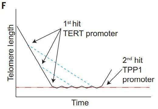 癌细胞为啥能“长生不老”？《科学》研究揭开其超长端粒的秘密 - 知乎