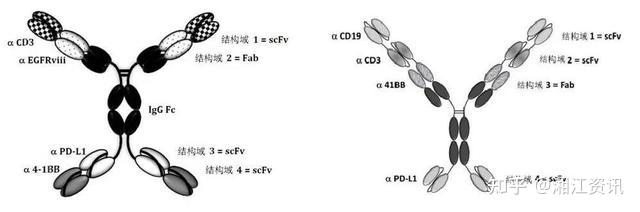 百利天恒靶向ROR1的四特异性抗体获批临床 - 知乎
