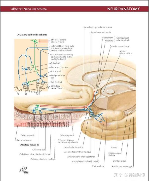 Netter脑神经解剖（精美原版高清彩色大图） - 知乎