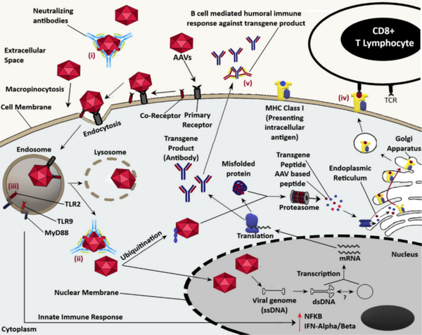 杰论系列 | AAV载体基因治疗药物的免疫原性研究 - 知乎
