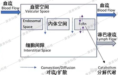 WinNonlin案例：PML系列（1）——单克隆抗体的迷你生理药代动力学模型 - 知乎