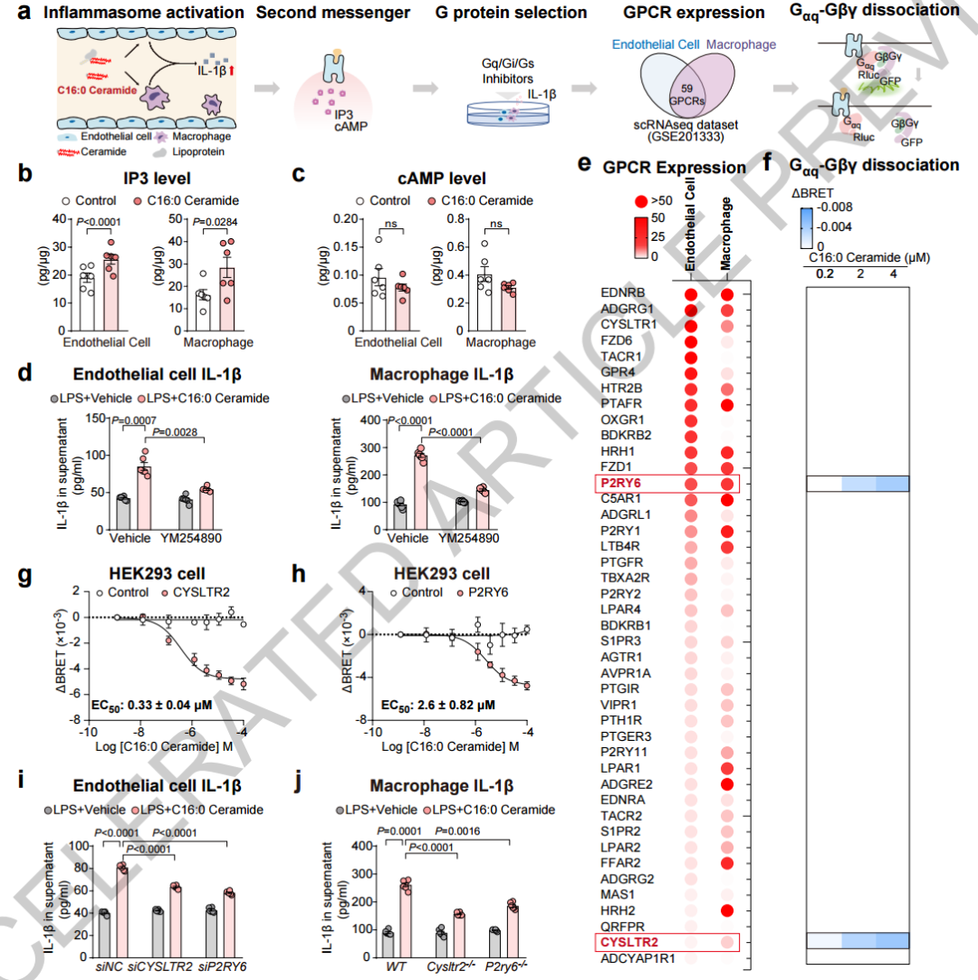 Nature丨发现动脉粥样硬化全新治疗靶点，神经酰胺受体结构首揭 - 知乎