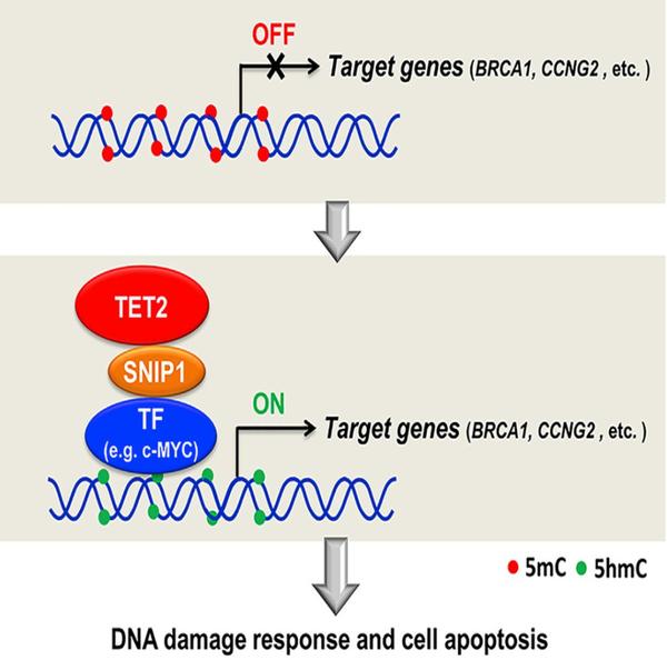 Cell Reports丨复旦团队揭示TET2调控DNA 损伤应激新机制 - 知乎