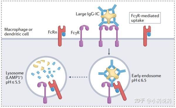 带你了解新生儿Fc受体（FcRn） - 知乎