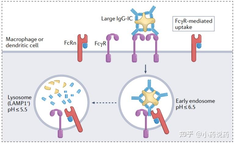 带你了解新生儿Fc受体（FcRn） - 知乎