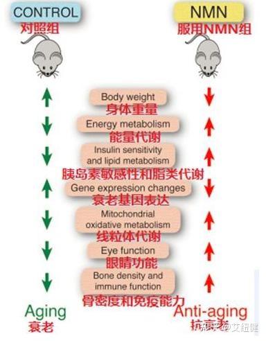 NMN是如何有效激活人体细胞的？ - 知乎