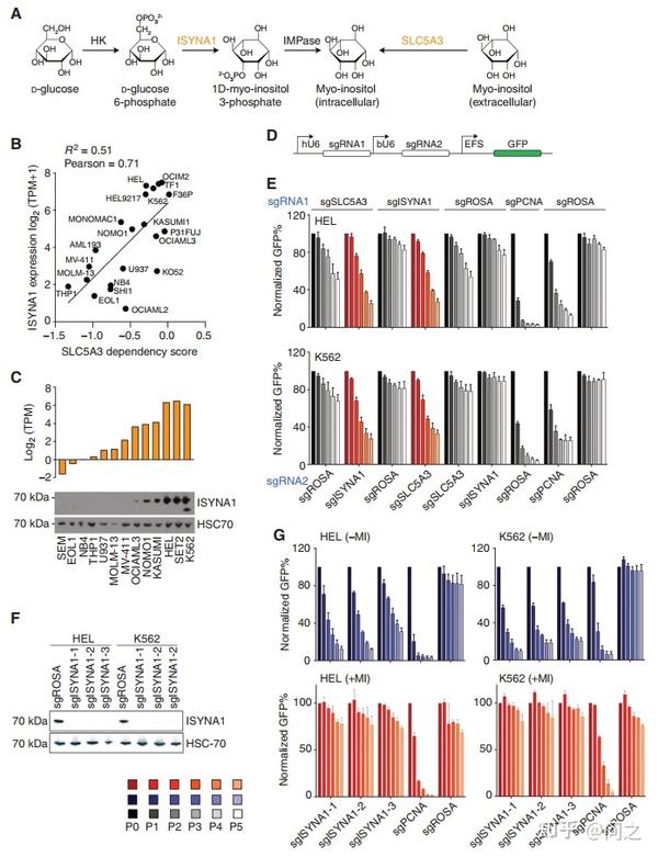 Cancer Discov | 两项独立体内CRISPR screening研究揭示AML对SLC5A3的代谢依赖性 - 知乎