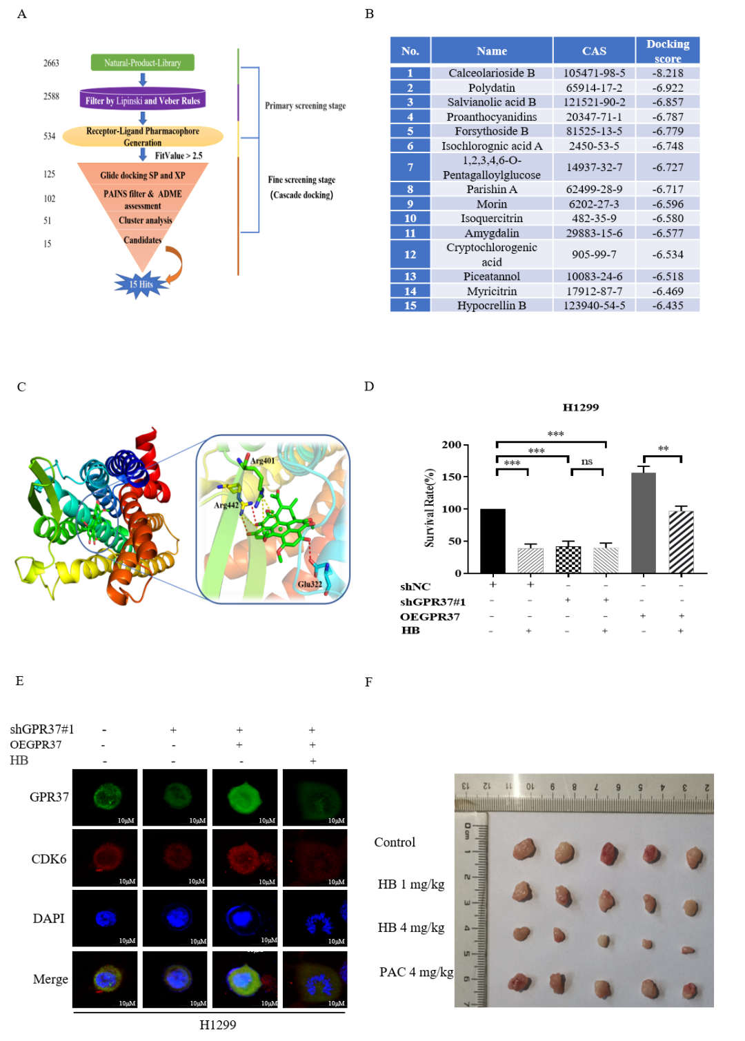 Pharmacol Res | 温州医科大学黄晓颖/赵承光团队研究发现GPR37有望成为肺腺癌治疗的新靶点 - 知乎