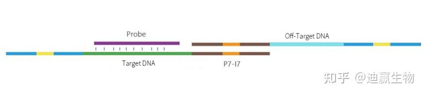 干货 | 杂交捕获时封闭试剂的作用原理，你真的了解吗？ - 知乎