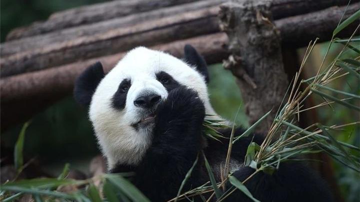 Pandas 学习笔记 知乎 1935