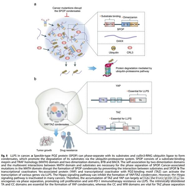 【文献导读】-人类健康和疾病中的液液相分离 - 知乎