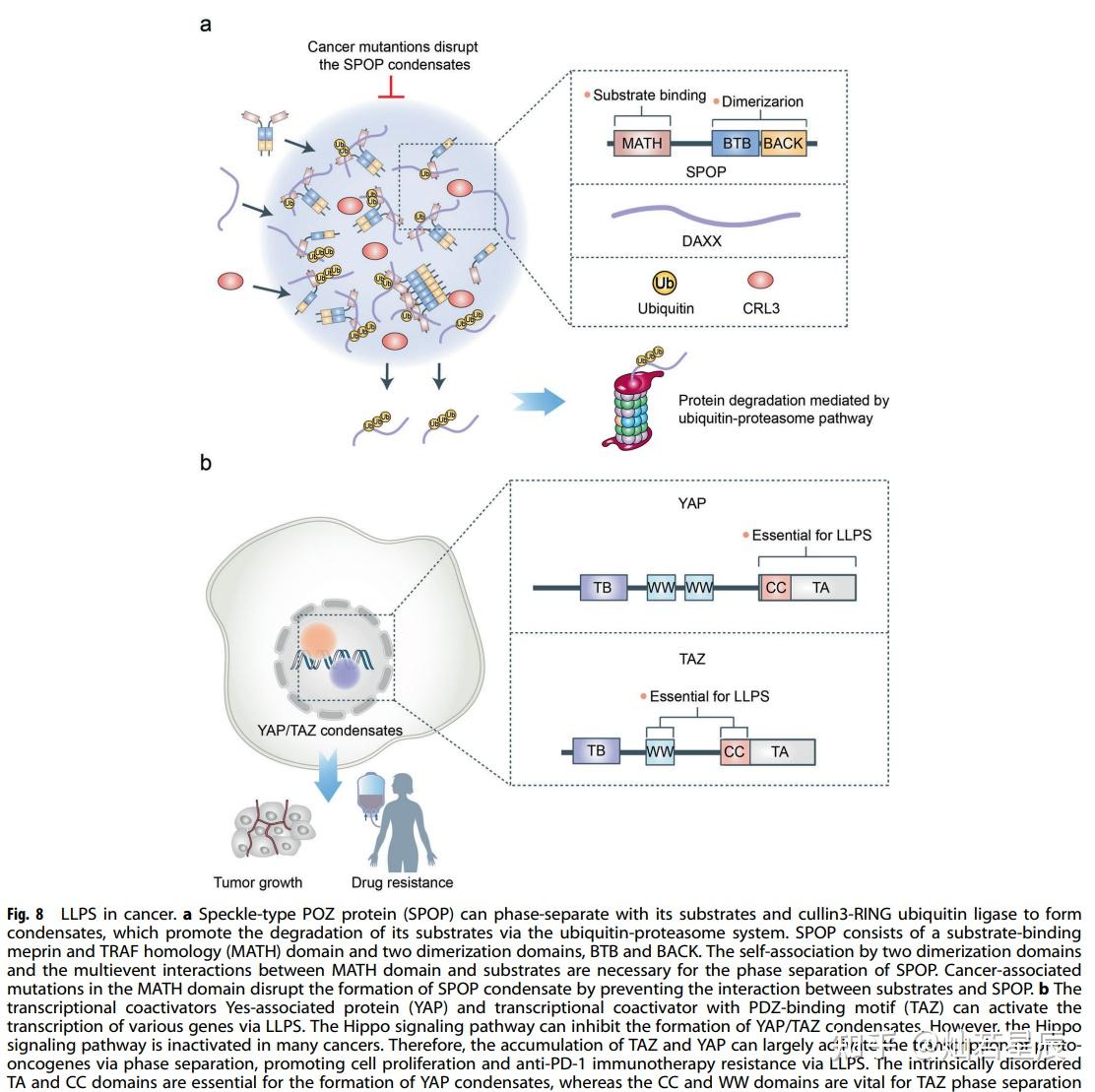 【文献导读】-人类健康和疾病中的液液相分离 - 知乎