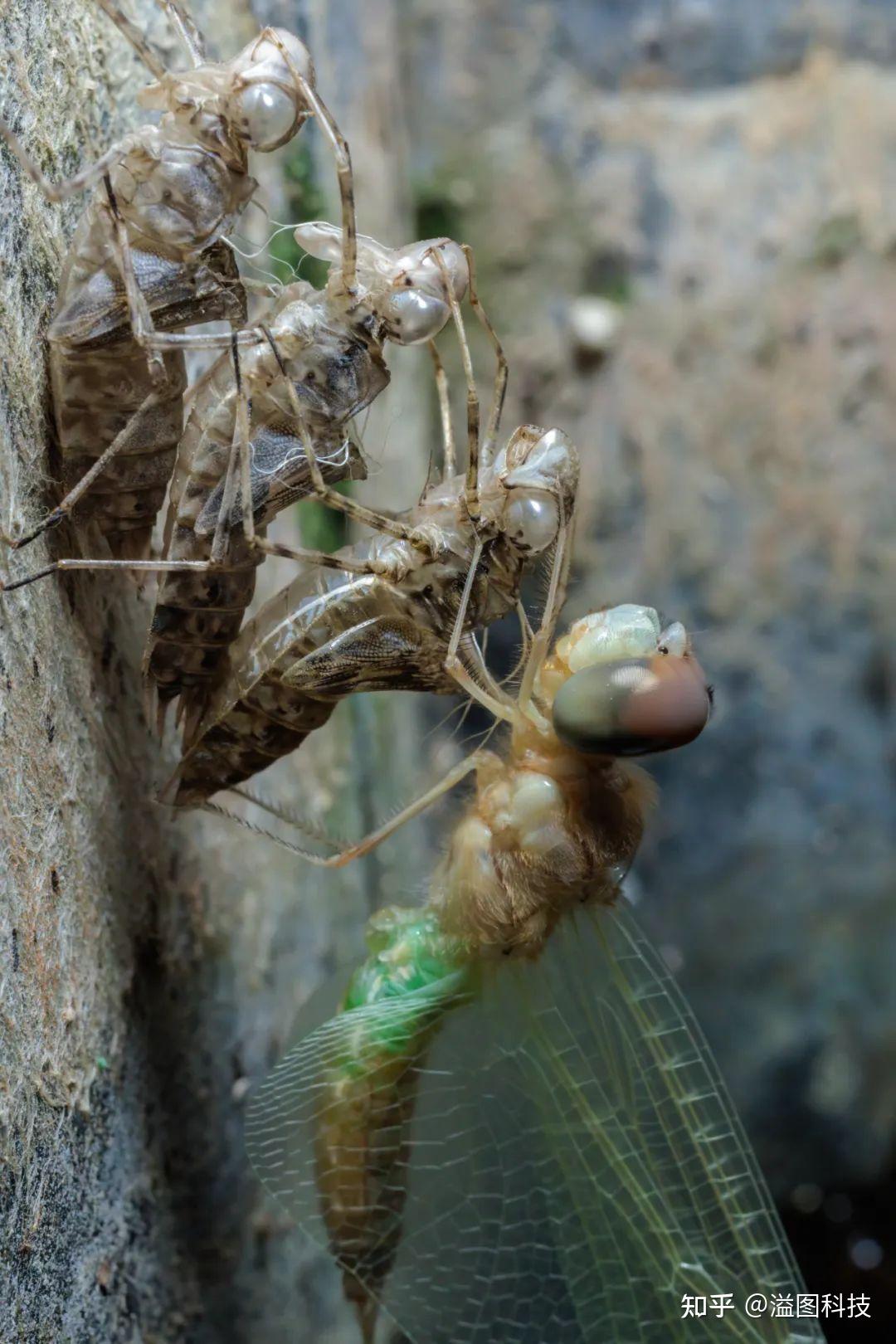 聊聊适马ART系列70/2.8和105/2.8微距 - 知乎