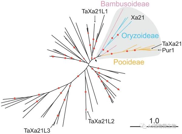 Science Advance | 英国塞恩斯伯里实验室研究揭示大麦中的一种关键免疫成分！ - 知乎