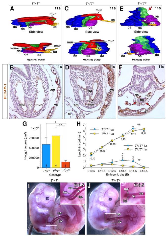 TBXT 与胎儿-胎盘动脉连接，以及 19TL 规则的另一个解释 - 知乎