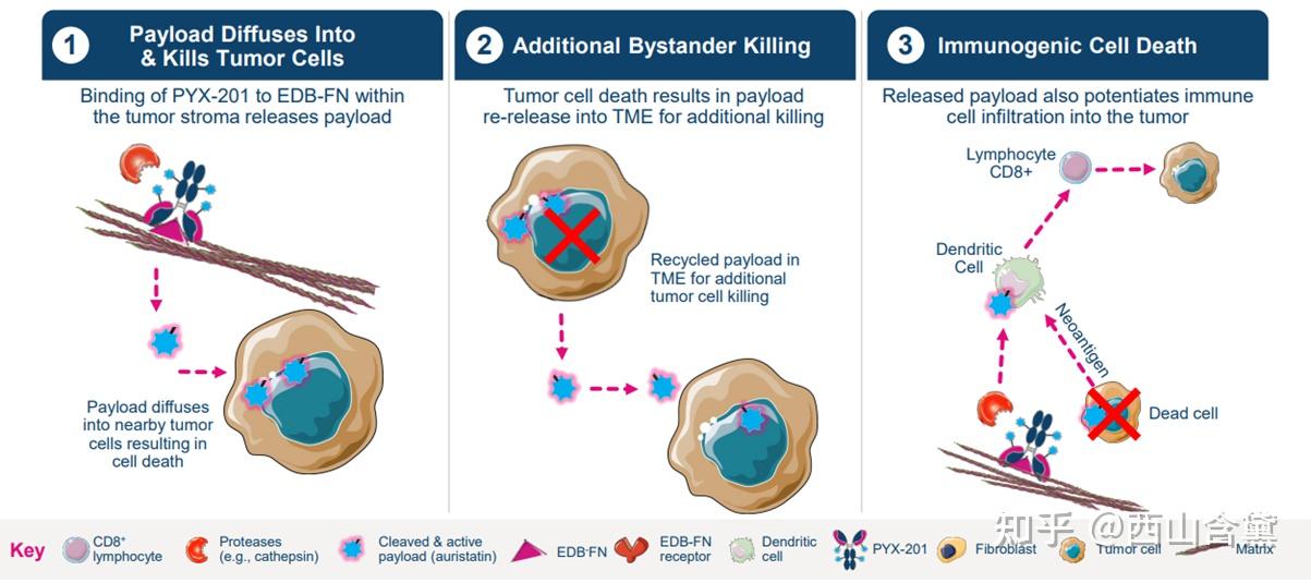 国内外知名企业ADC技术平台(第十三期)-Pyxis Oncology - 知乎