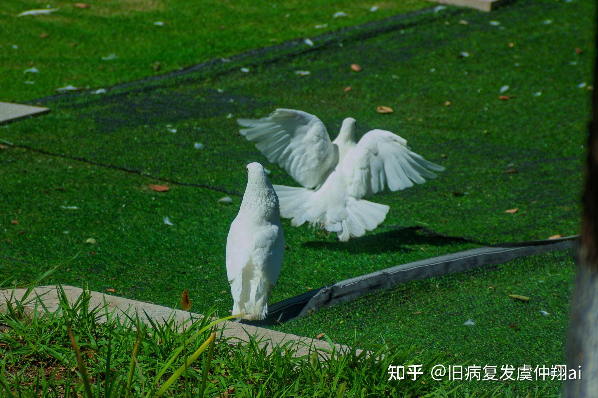 尼康D70相机现在还能满足日常拍摄需求吗？ - 知乎