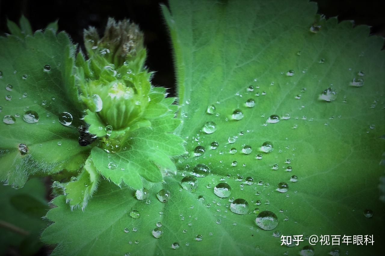 日常护眼,看绿色真的可以缓解视疲劳吗? 知乎
