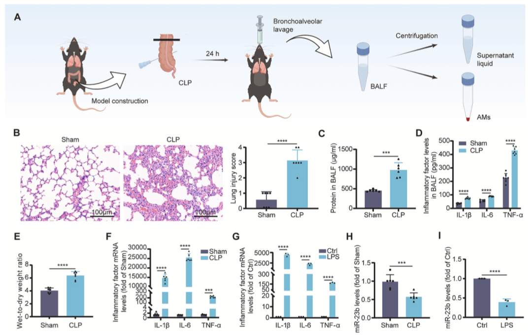 中科院一区丨甘露聚糖修饰装载了MiR-23b-3p的外泌体可以靶向治疗脓毒症肺损伤 - 知乎