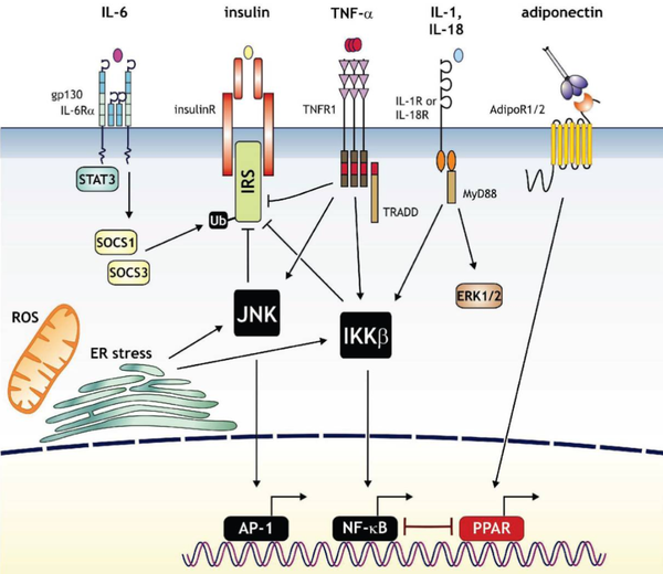 REDD1通过非典型NF-κB激活促进肥胖诱导的代谢功能障碍 - 知乎