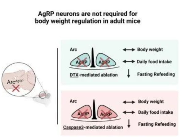 颠覆对AgRP神经元必要性的认知：科学家发现AgRP神经元对于维持摄食行为和体重并非不可或缺 - 知乎