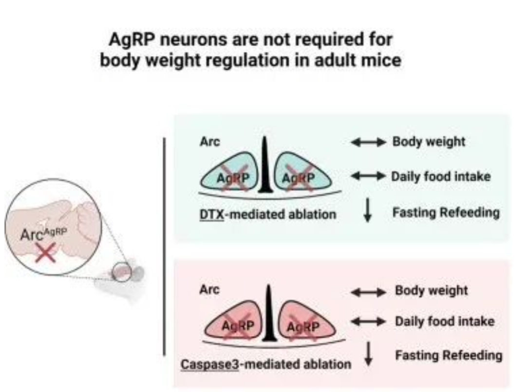 颠覆对AgRP神经元必要性的认知：科学家发现AgRP神经元对于维持摄食行为和体重并非不可或缺 - 知乎