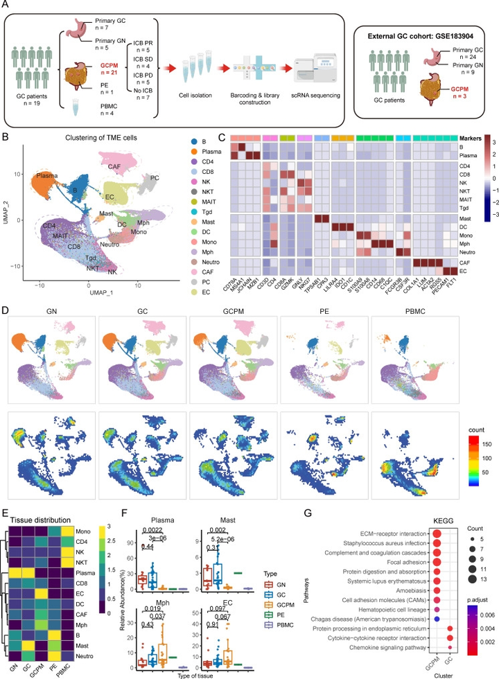 单细胞多组学揭示胃癌腹膜转移耐药新机制：CAF-巨噬细胞C3轴与靶向治疗突破 - 知乎