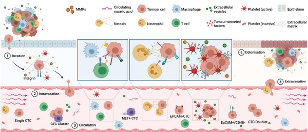 HLA-E: 免疫检查点 "新星"| MedChemExpress - 知乎