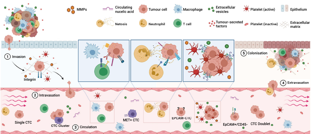 HLA-E: 免疫检查点 "新星"| MedChemExpress - 知乎