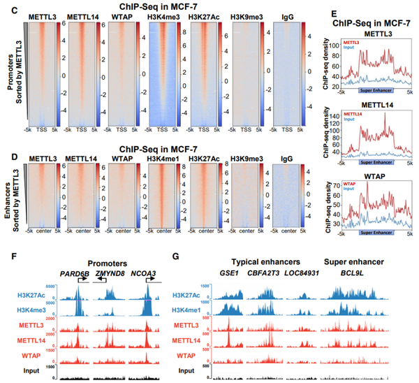 学术助力 | m6A甲基化的动态调控调节新生RNA合成 - 知乎