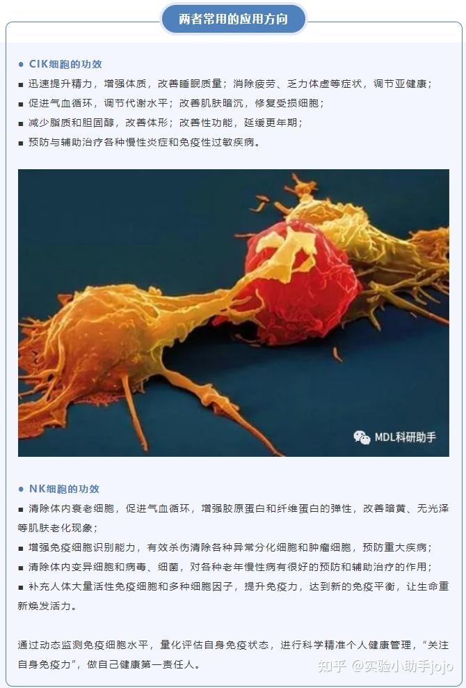 知识科普｜免疫细胞—CIK细胞和NK细胞，哪一个更重要？ - 知乎