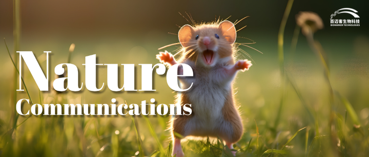 Nat Commun 南京鼓楼医院王敏、周敏/耶鲁大学周焕娇团队揭示SRF SUMO化在平滑肌细胞表型转换和血管重塑中的调控机制 - 知乎