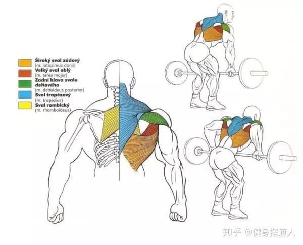 私教必须收藏的50张肌肉训练图!强烈推荐 知乎