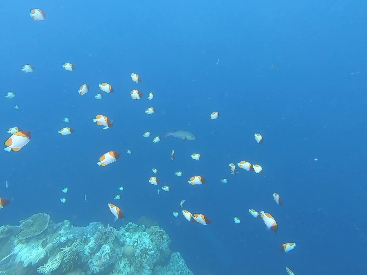 帕劳 Palau ---Terri的超详细旅行攻略 - 知乎