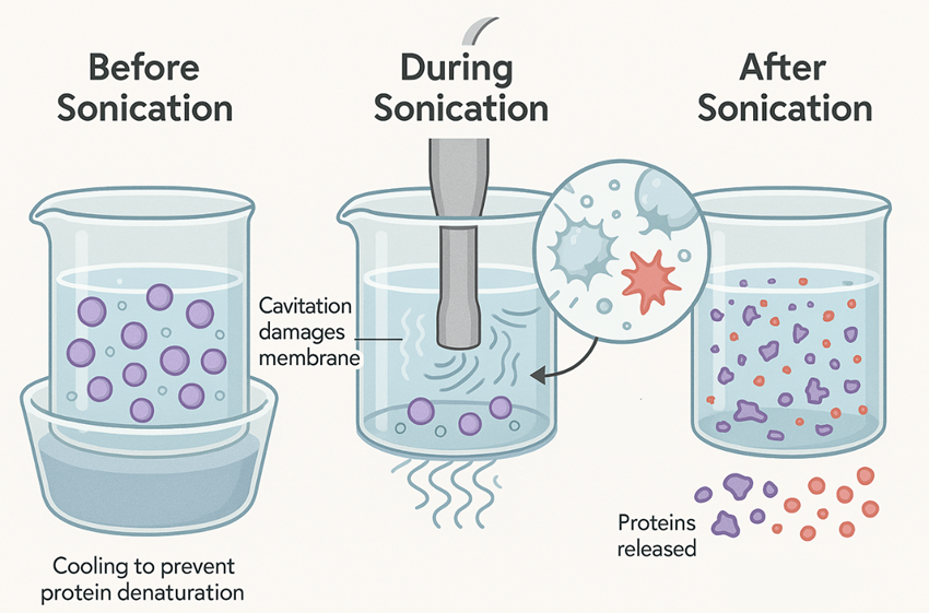 细胞裂解及破碎方法（上） - 知乎