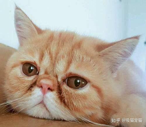 猫咪上火怎么办?猫咪上火有什么症状表现? 知乎
