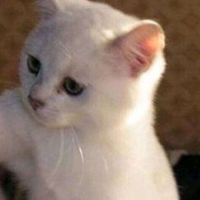 利用 Google Antigravity + OpenCode 实现 Claude 本地编程自由 - 知乎