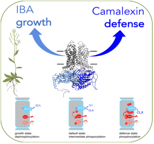 Current Biology | 一个LRR受体激酶和ABC转运蛋白调控植物的生长—防御平衡 - 知乎