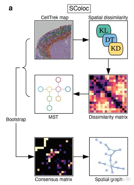 10X单细胞空间联合分析之十一（CellTrek） - 知乎